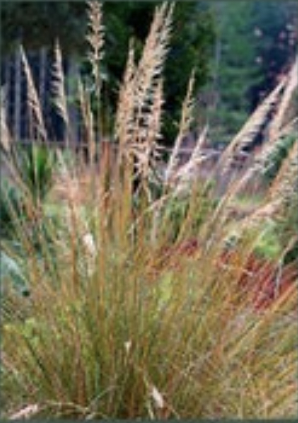 Grassland Garden at Ninos Parkway – Natomas Garden & Arts Collective