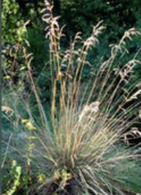 Grassland Garden at Ninos Parkway – Natomas Garden & Arts Collective