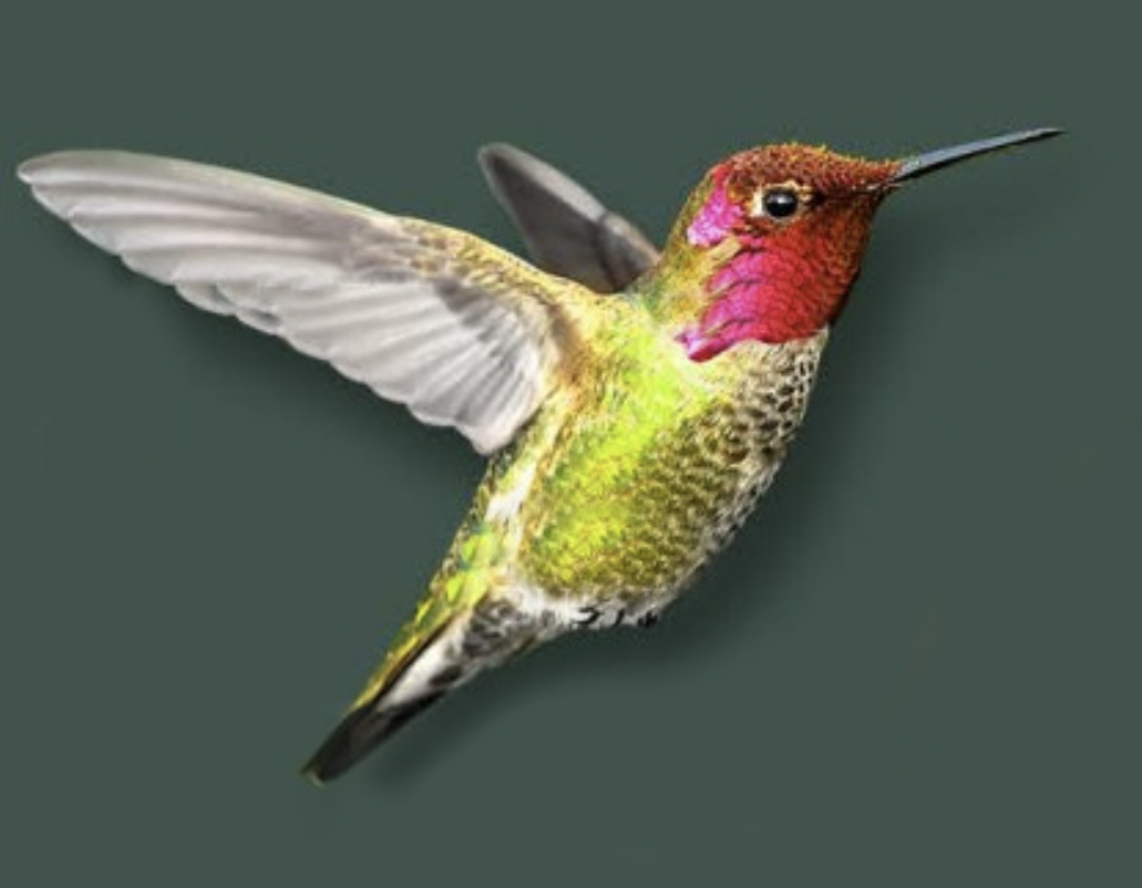 Pollinators – Natomas Garden & Arts Collective