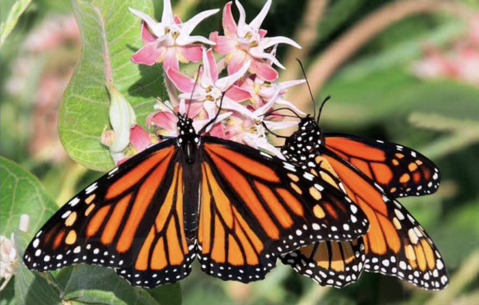 Pollinators – Natomas Garden & Arts Collective